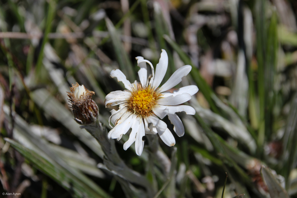 herbfield Celmisia from Falls Creek VIC 3699, Australia on November 16 ...