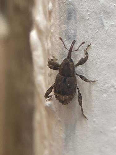 Acicnemis oblonga · iNaturalist