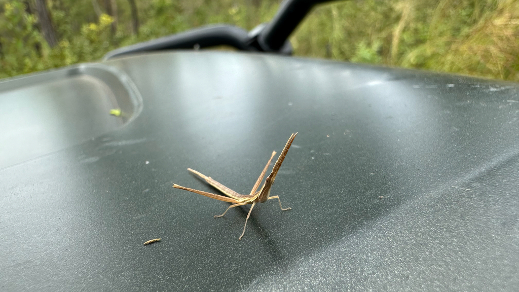 Giant Green Slantface from Bogie, QLD, AU on April 20, 2025 at 01:16 PM ...