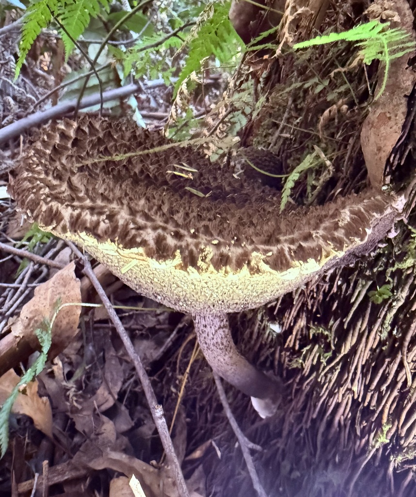 Strobilomyces from Tarago River Forest Reserve, Gentle Annie, VIC, AU ...