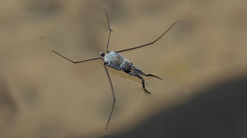 Halobates formidabilis · iNaturalist