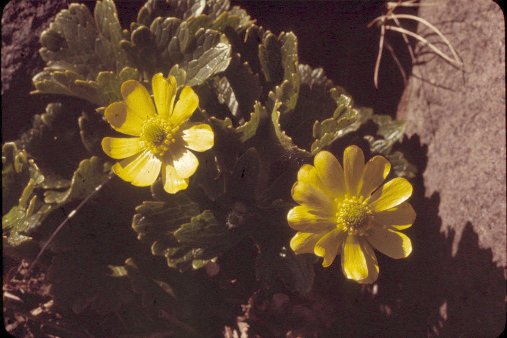 Mount Taranaki Buttercup from Mangatepopo Track, Ngauruhoe Tongariro NP ...
