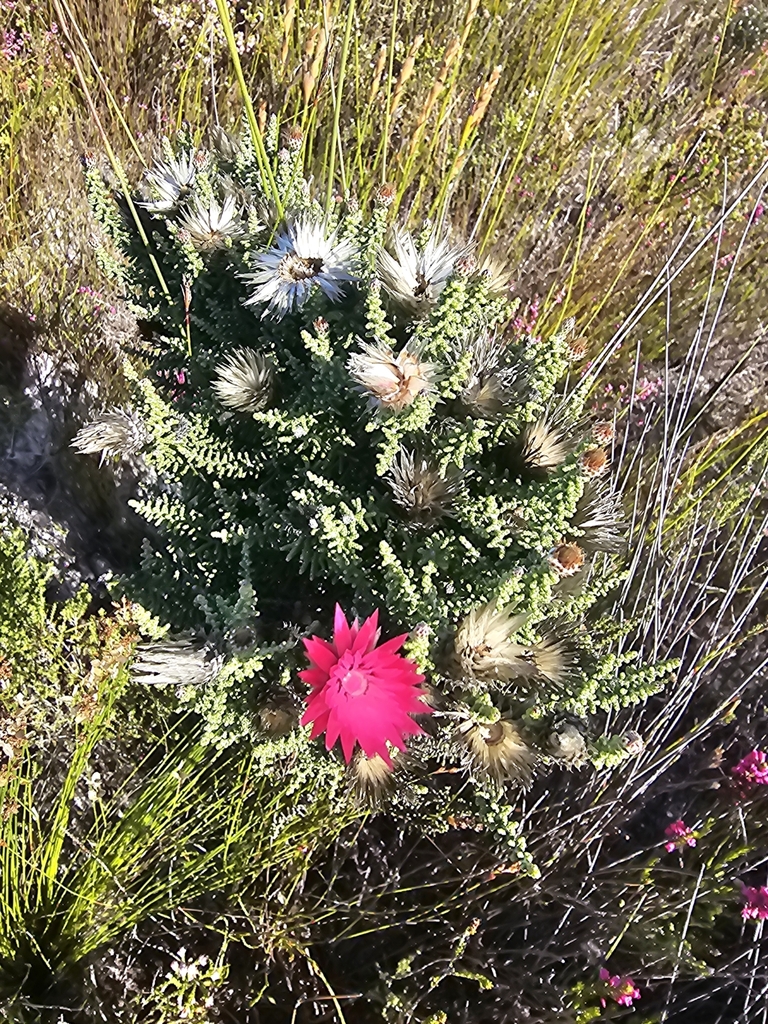 Cape everlasting from Overstrand Local Municipality, South Africa on ...