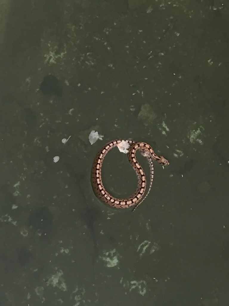 Ladder Snake from Lloc Pou, Tàrbena, Alicante, ES on April 24, 2025 at ...