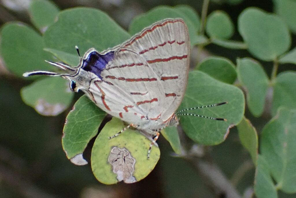 Hemiolaus caeculus caeculus from Mhlatikop Trail, Malelane, South ...