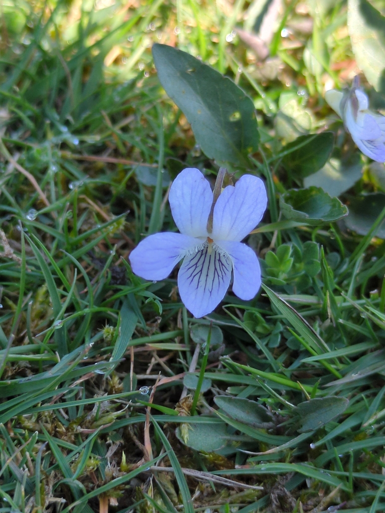 Pale Dog-violet in April 2025 by pipsk · iNaturalist