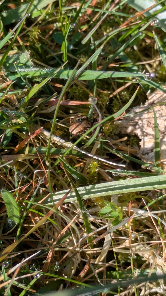 RTA Clade Spiders from Cornwall, UK on April 24, 2025 at 09:58 AM by ...