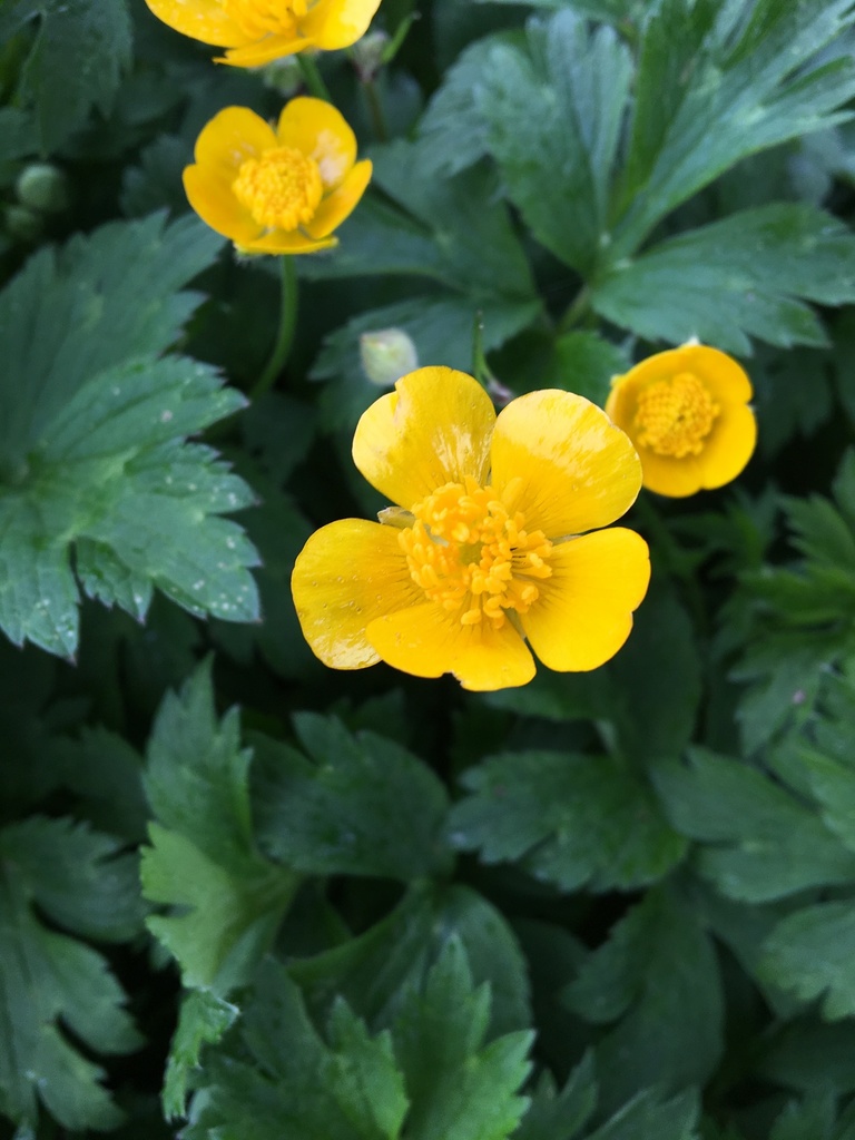 Creeping buttercup (Ranunculus repens) - Botanical Realm
