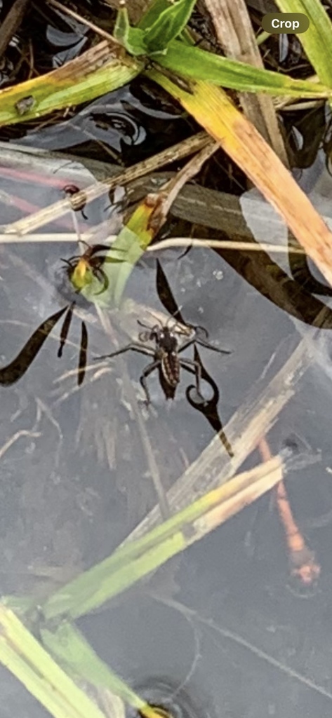 Capra's Water Cricket from Cairngorms National Park, Kirriemuir ...