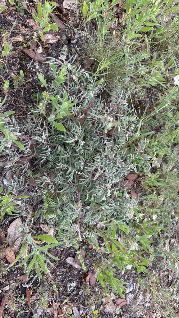 Velvet Bundleflower from Thomas Springs Rd, Austin, TX, US on April 24 ...