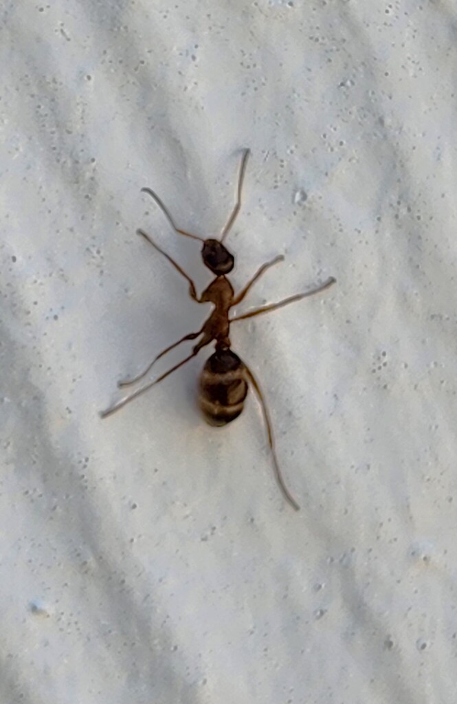 pallidefulva-group Field Ants from Owen Brown, Columbia, MD, USA on ...