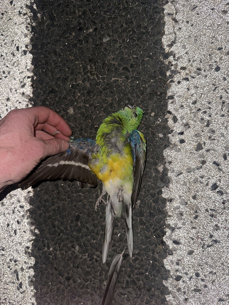 Red-rumped Parrot from McDonalds Rd, Nagambie, VIC, AU on April 24 ...