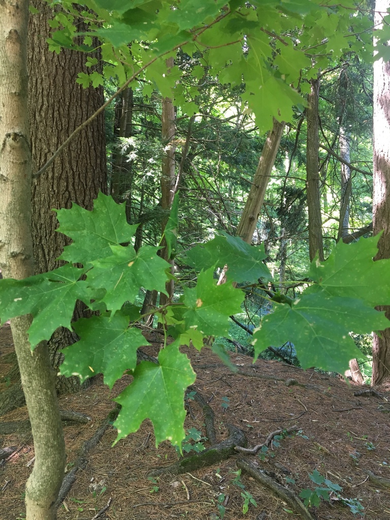 sugar maple from Bronte Creek Park, Oakville, ON, CA on August 22, 2019 ...