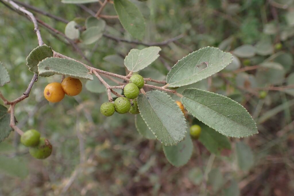 Velvet Raisin from Mhlatikop Trail, Malelane, South Africa on March 22 ...