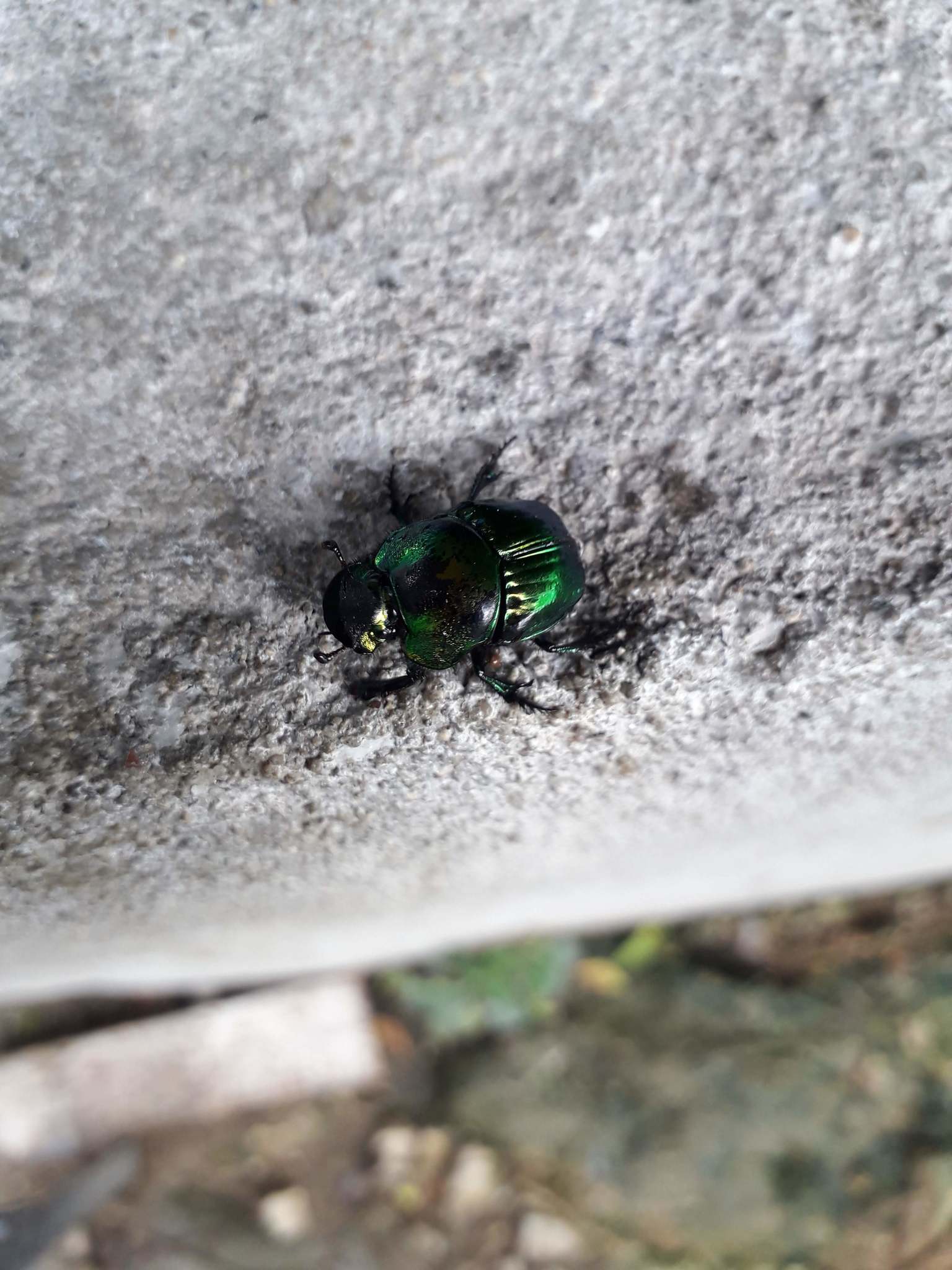 Phanaeus demon Castelnau, 1840