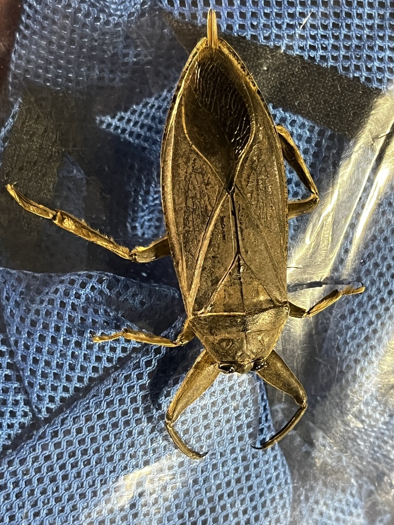 American Giant Water Bug from Fleming College Sports Complex, 10 ...