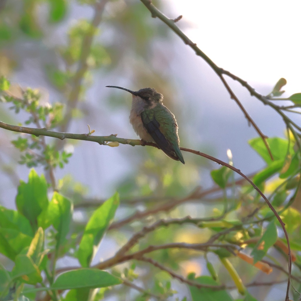 Lucifer Hummingbird from Santa Lucía, 25016 Saltillo, Coah., México on ...