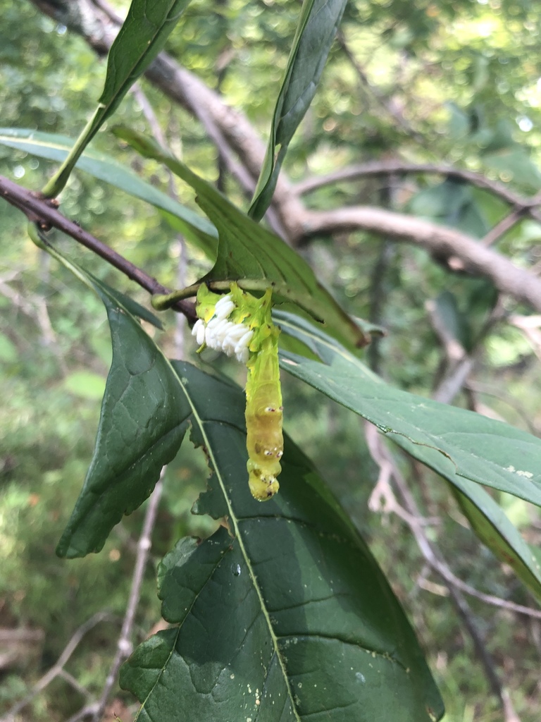 Laurel Sphinx from Mile Straight, Soddy Daisy, TN, US on August 23 ...