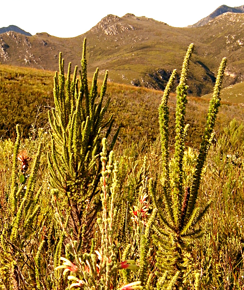 Foxy Slangbos from Attaquaskloof hiking trail, South Africa on December ...