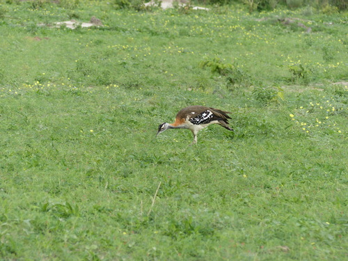 Jackson's Bustard (Subspecies Neotis denhami jacksoni) · iNaturalist