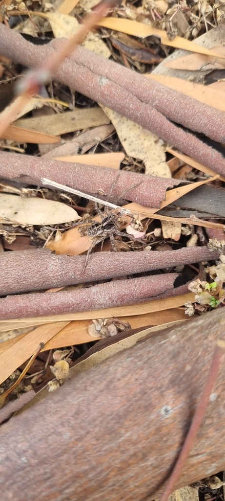 Western Variable Wolf Spider from Cultural Centre, Perth WA 6000 ...