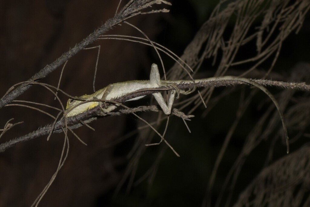 Diploderma polygonatum polygonatum in April 2025 by rhinolin · iNaturalist