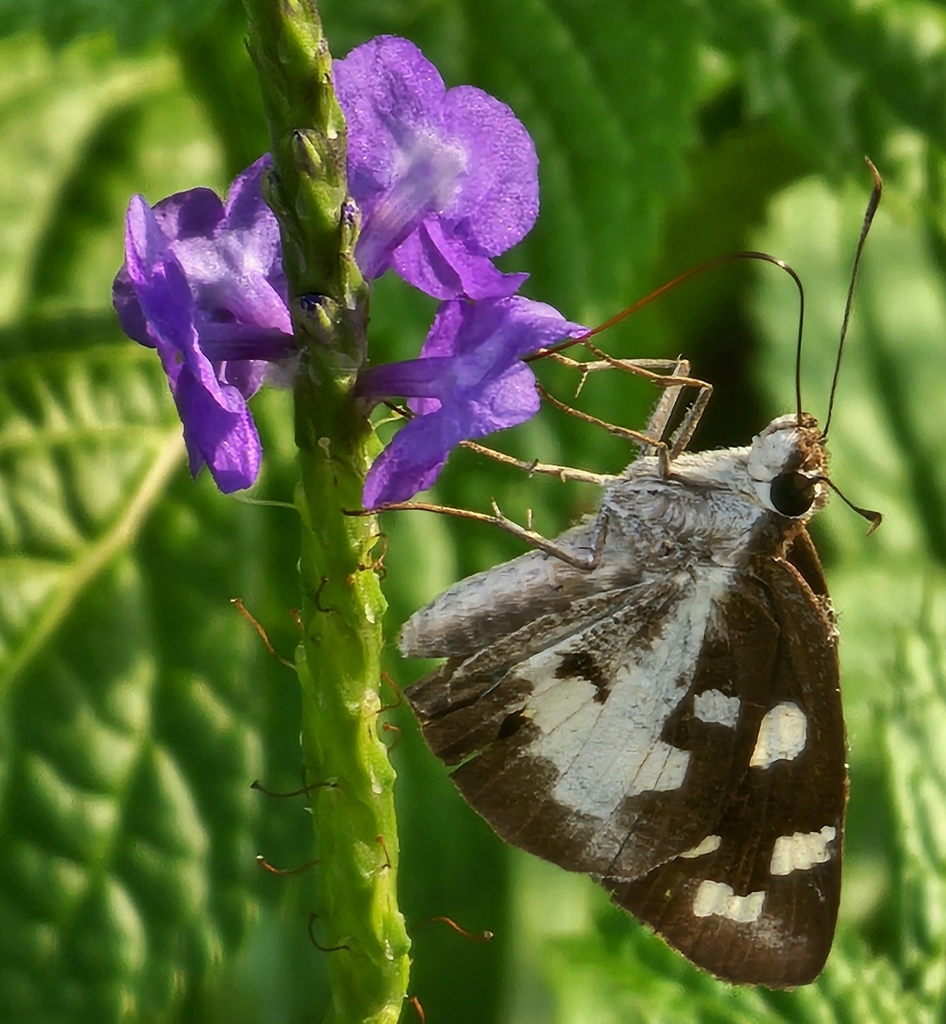Grass Demon in February 2025 by klearad. Butterfly Udaspes folus (Grass ...