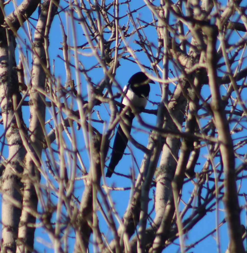 Eurasian Magpie from Zakopane, Poland on March 21, 2025 at 04:10 PM by ...