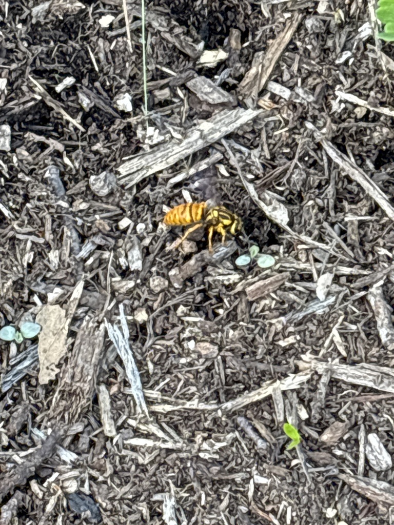 Southern Yellowjacket from Westwood Pl, Oakland, MO, US on April 22, 2025 at 05:56 PM by ...