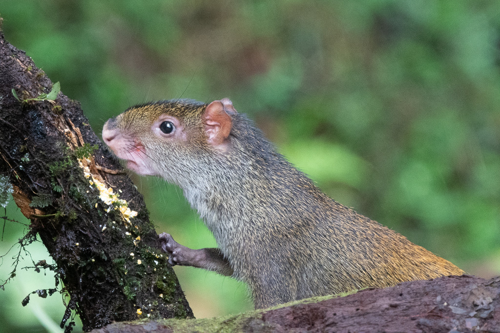 Cavies, Agoutis, and Pacas from Cali, Valle del Cauca, Colombia on ...