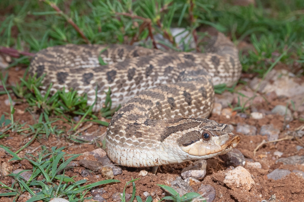 Mexican Hognose Snake from 31844 Chih., México on August 1, 2014 by ...