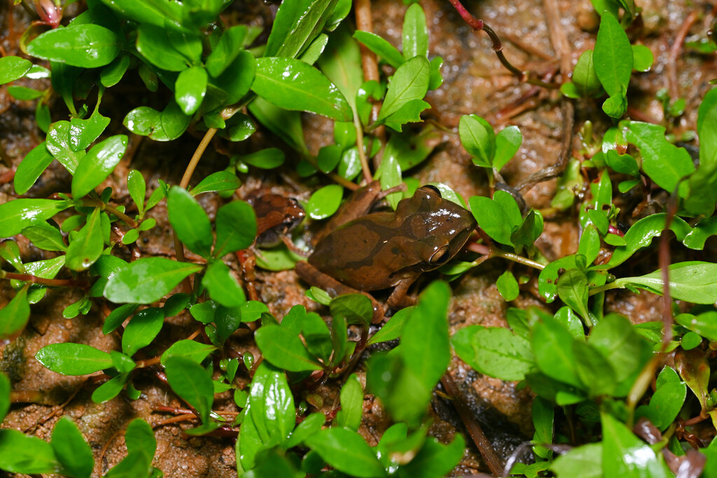 whipping frogs from Yingde, Qingyuan, Guangdong Province, China on ...