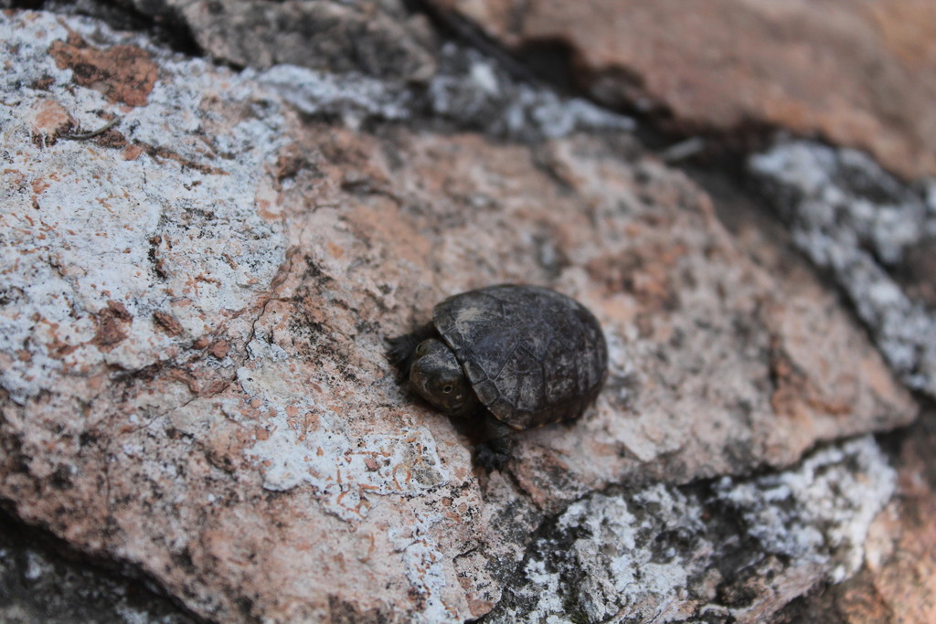 Mexican Mud Turtle in August 2019 by Beatriz Maruri Aguilar. Juvenil ...