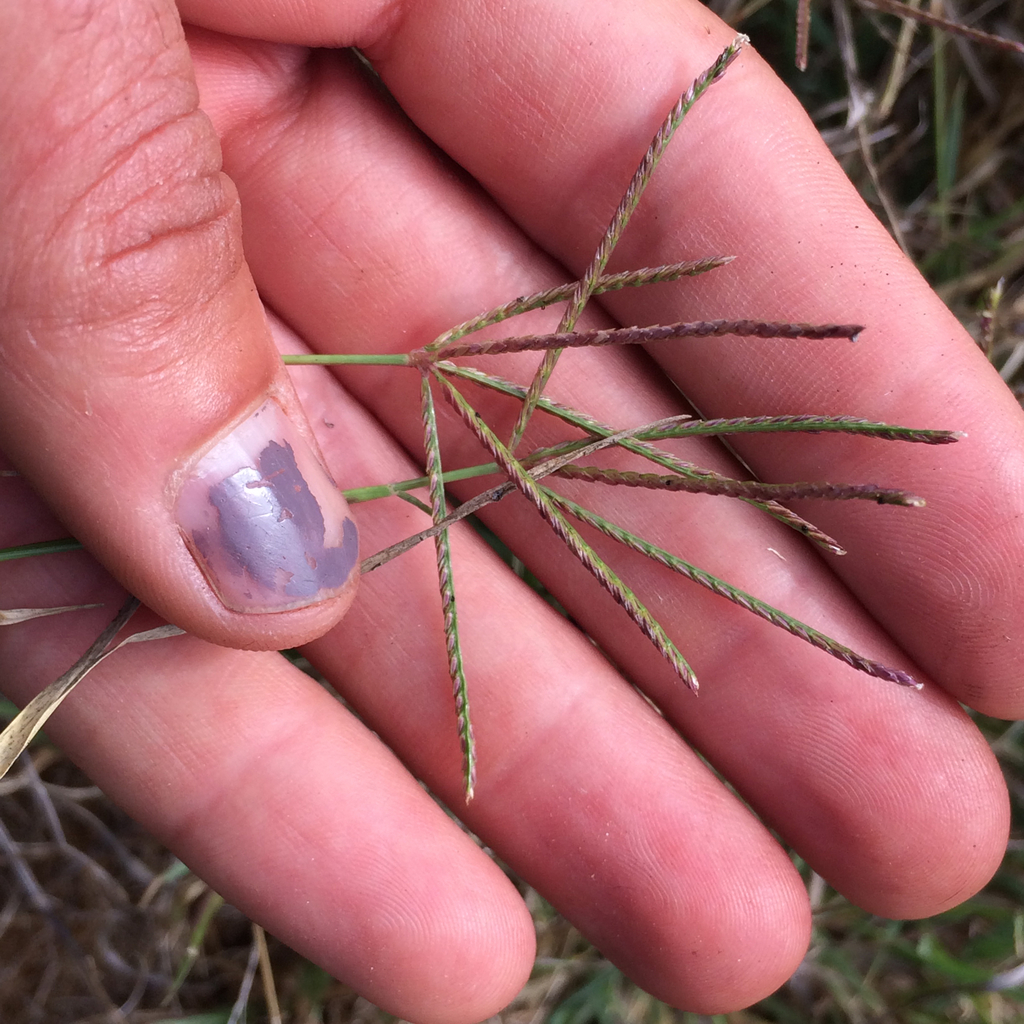 Bermuda grass from 137 Toledo St, Santa Cruz, CA, US on September 13 ...