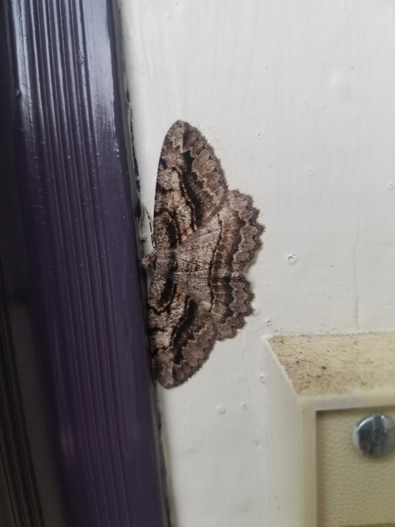 Brown-lined Looper from Cumberland, BC, Canada on August 23, 2019 at 08 ...