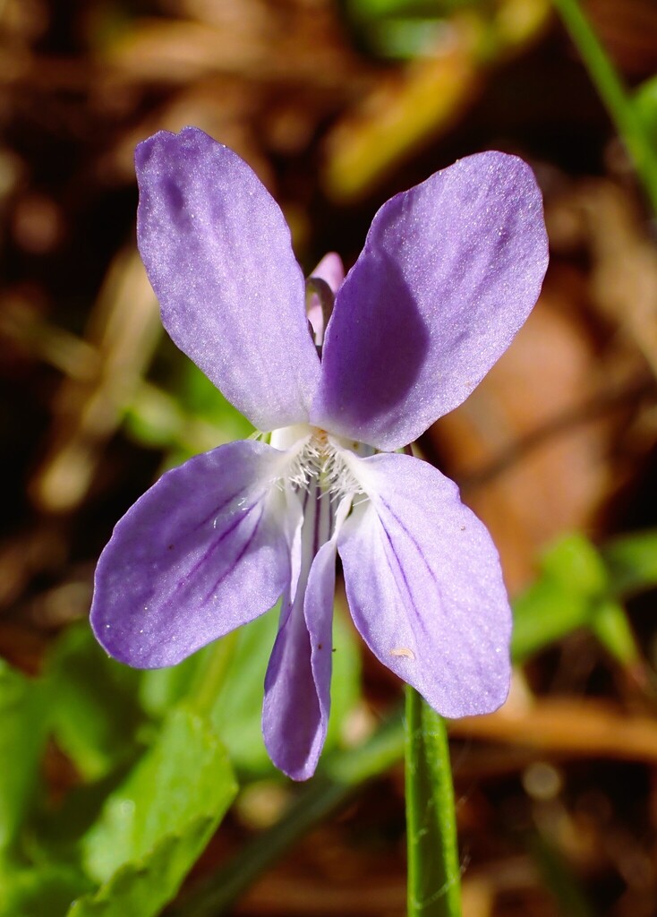 Labrador violet from New Castle County, DE, USA on April 24, 2025 at 07 ...