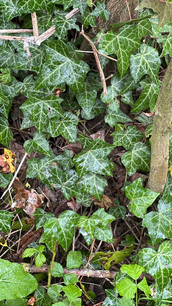 common ivy from York, England, GB on April 21, 2025 at 02:27 PM by ...