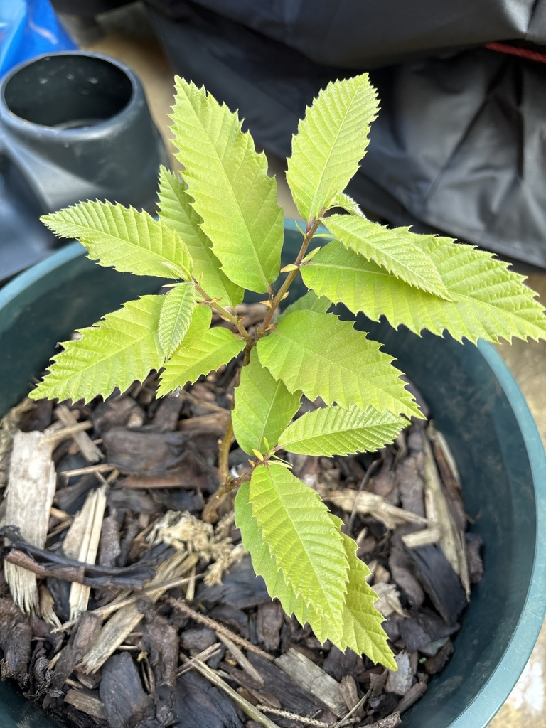 Sweet Chestnut from Astridge Close, Coleford, England, GB on April 24 ...