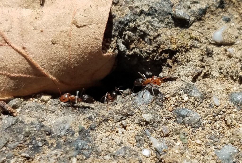 Bicolored Pyramid Ant from Tehama County, CA, USA on August 21, 2019 at ...