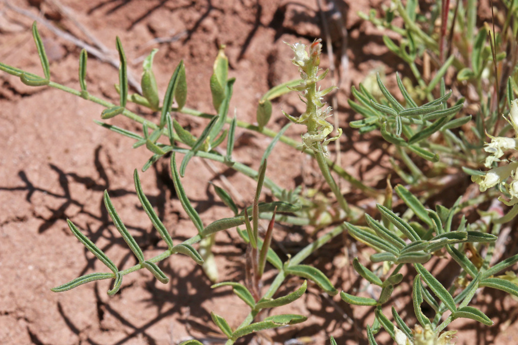 Yellow milkvetch (Astragalus flavus flavus) - Botanical Realm