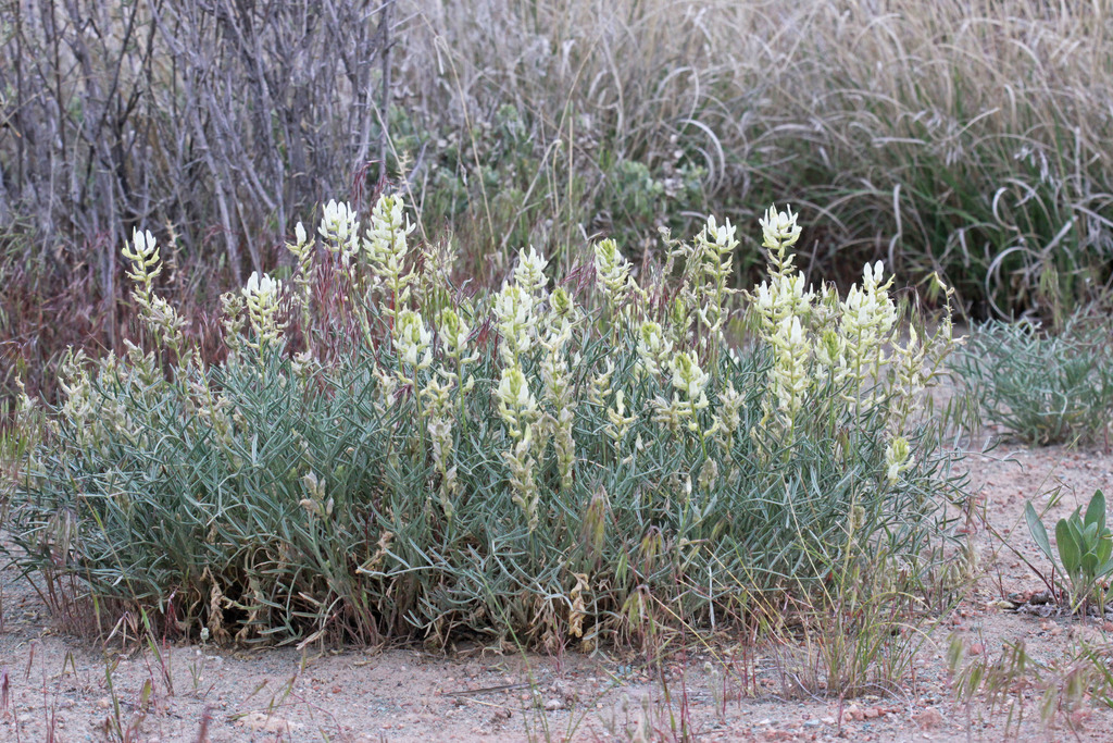Yellow milkvetch (Astragalus flavus flavus) - Botanical Realm