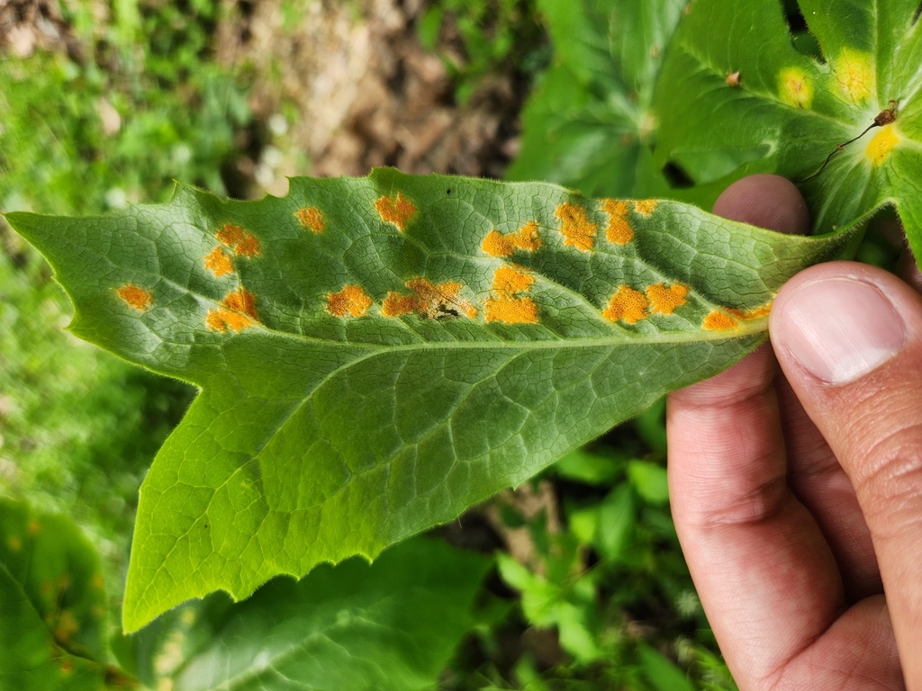 Mayapple Rust in April 2025 by Shaun Pogacnik · iNaturalist