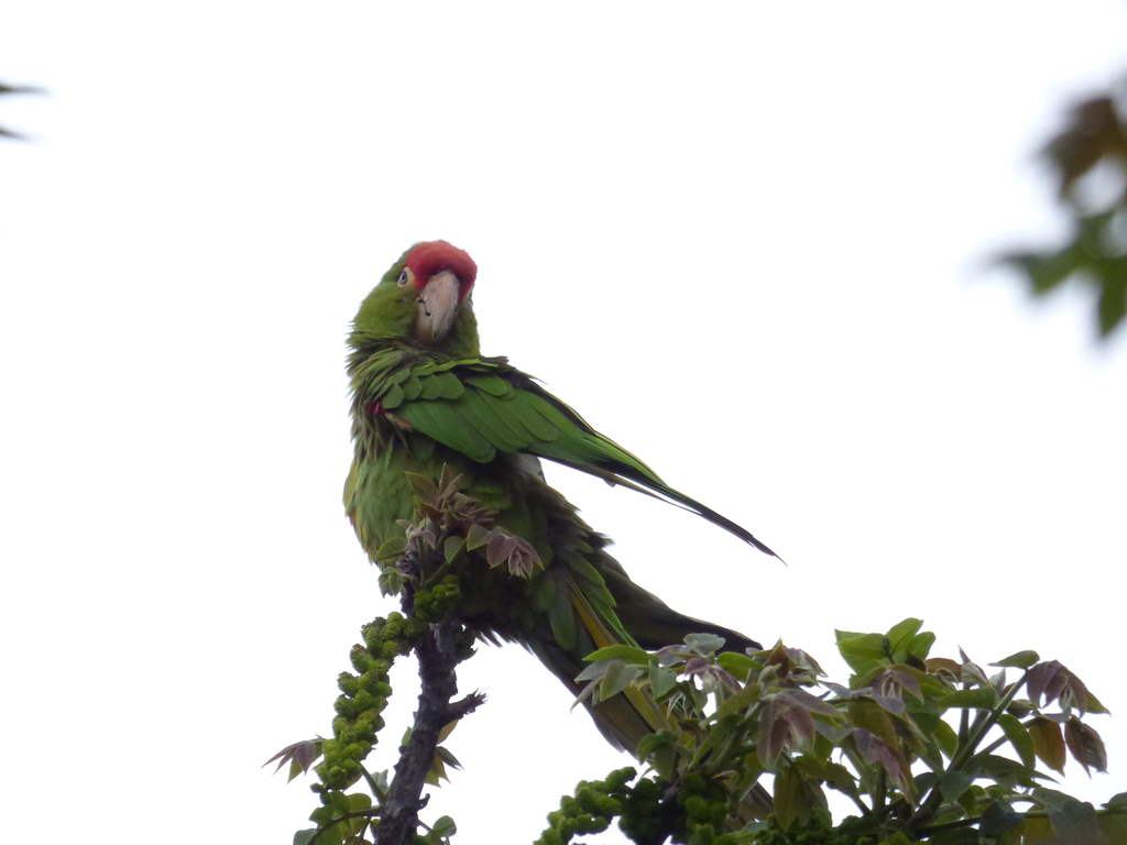 Cordilleran Parakeet in September 2018 by sandy-espinozaf · iNaturalist