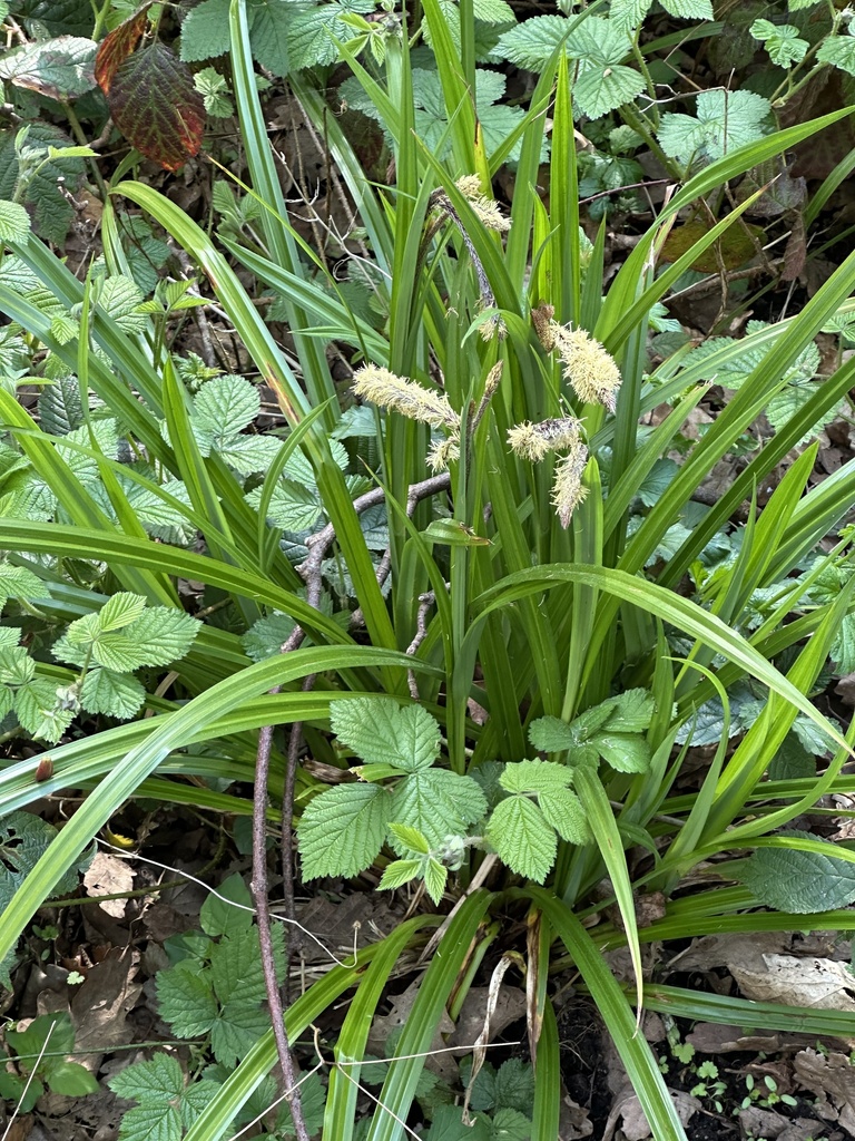 Hanging sedge from Thorndon Country Park, Brentwood, England, GB on ...