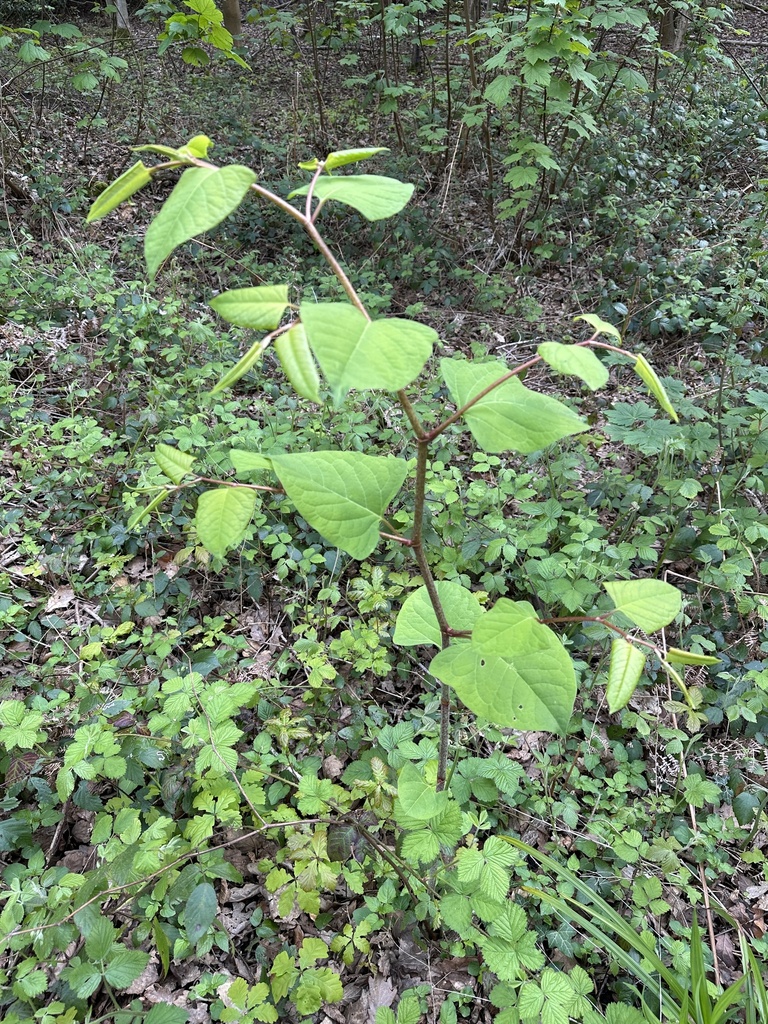 Japanese knotweed from Thorndon Country Park, Brentwood, England, GB on ...