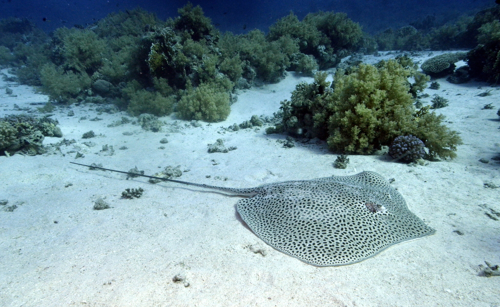 Reticulate Whipray (Batoids of the World) · iNaturalist
