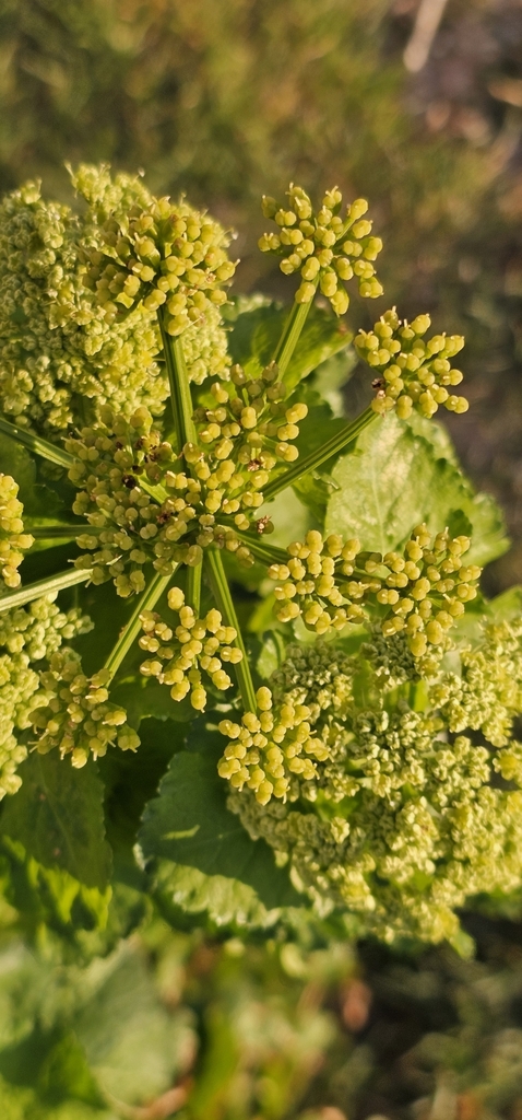 Alexanders from Cofton Cottage, Rimac, Louth LN11 7TS, UK on April 24 ...