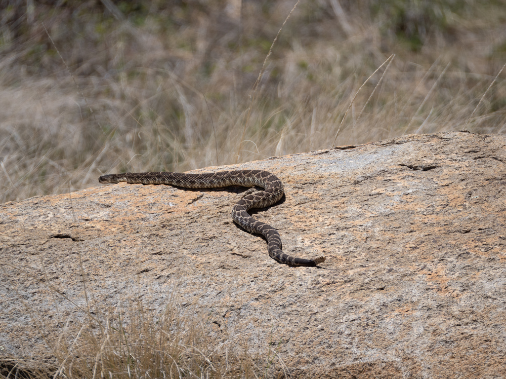 Southern Pacific Rattlesnake from San Diego County, CA, USA on April 23 ...