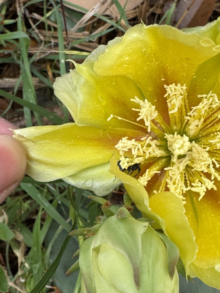 Winged and Once-winged Insects from S Glenrose Rd, San Antonio, TX, US ...