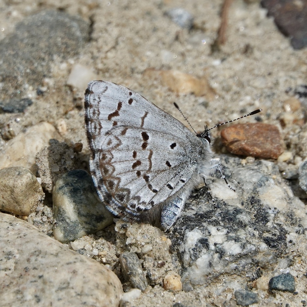 Northern Azure from Wentworth, NH, USA on April 24, 2025 at 01:52 PM by ...